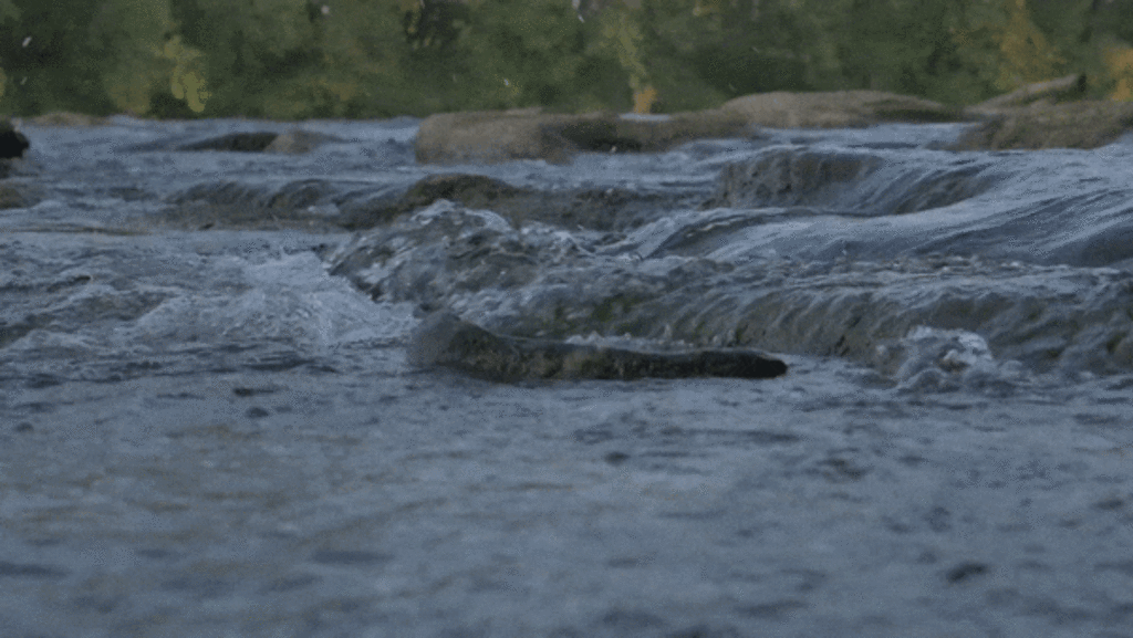 cropped-river_gif.gif – David Ancalle